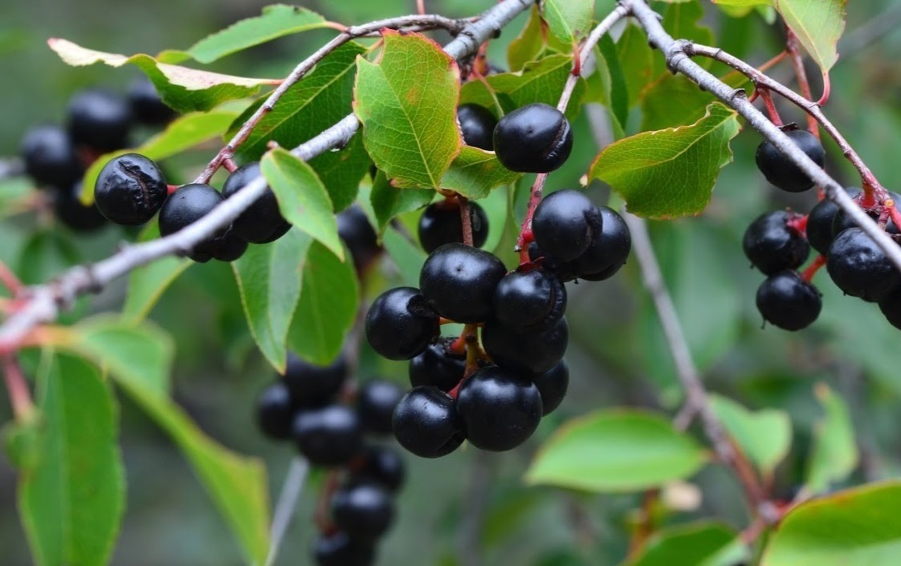 El poder del capulín