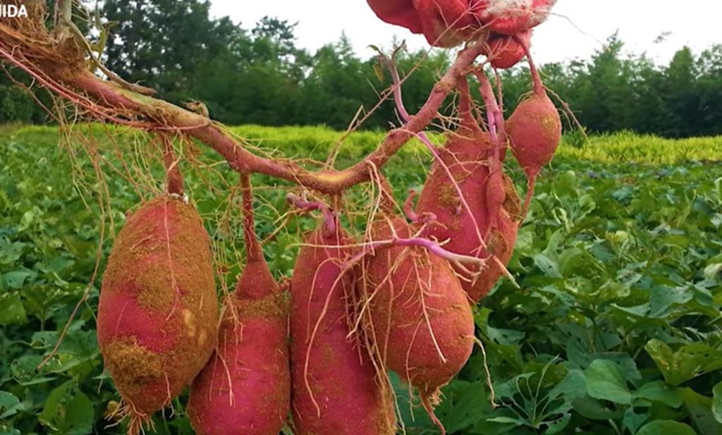 El Camote y sus propiedades curativas