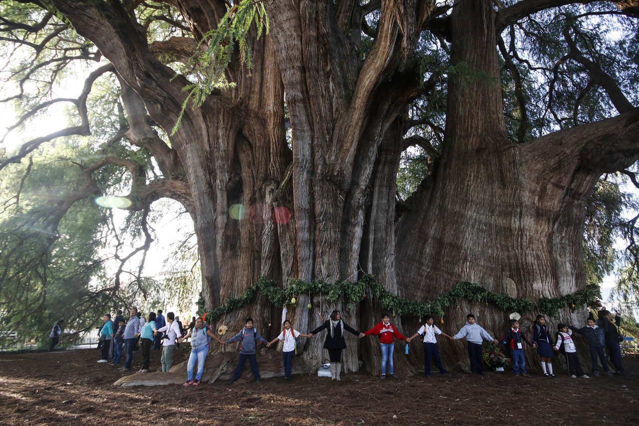 Leyendas del árbol de Tule
